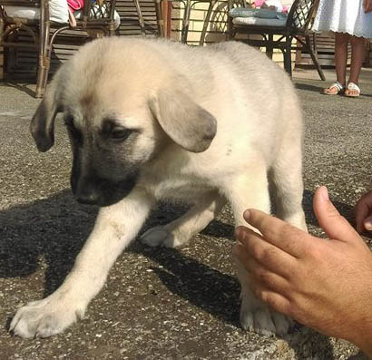 Kangali na prodaju / Turkish Kangals puppies on sale