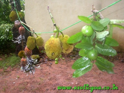 See Goa through my eyes: Sao Joao Celebrations at the Pomburpa Spring ...