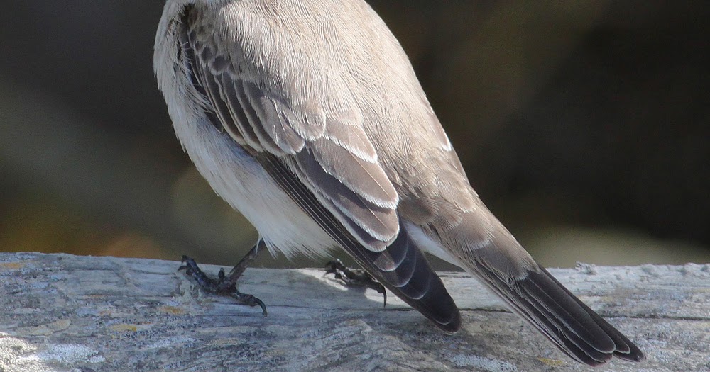 Another Bird Blog: A Cure For Ornithophobia