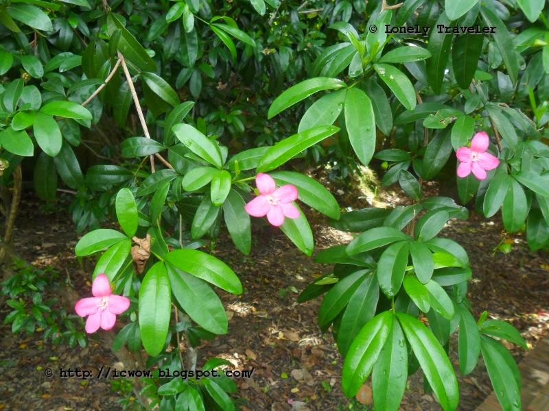 Lemonia Flower - Ravenia spectabilis
