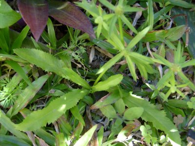 AgroNegocios: El Culantro Coyote,Cilantro Ancho (Eryngium Foetidum ...