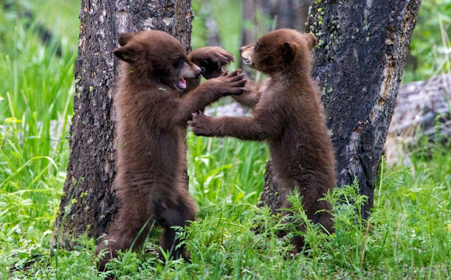 White Wolf : Adorable snaps of bear cubs playing peek-a-boo will melt ...