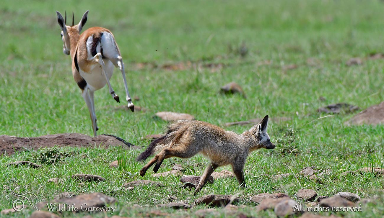 WILDLIFE GATEWAY: Chacal à chabraque, Otocyon et Protèle