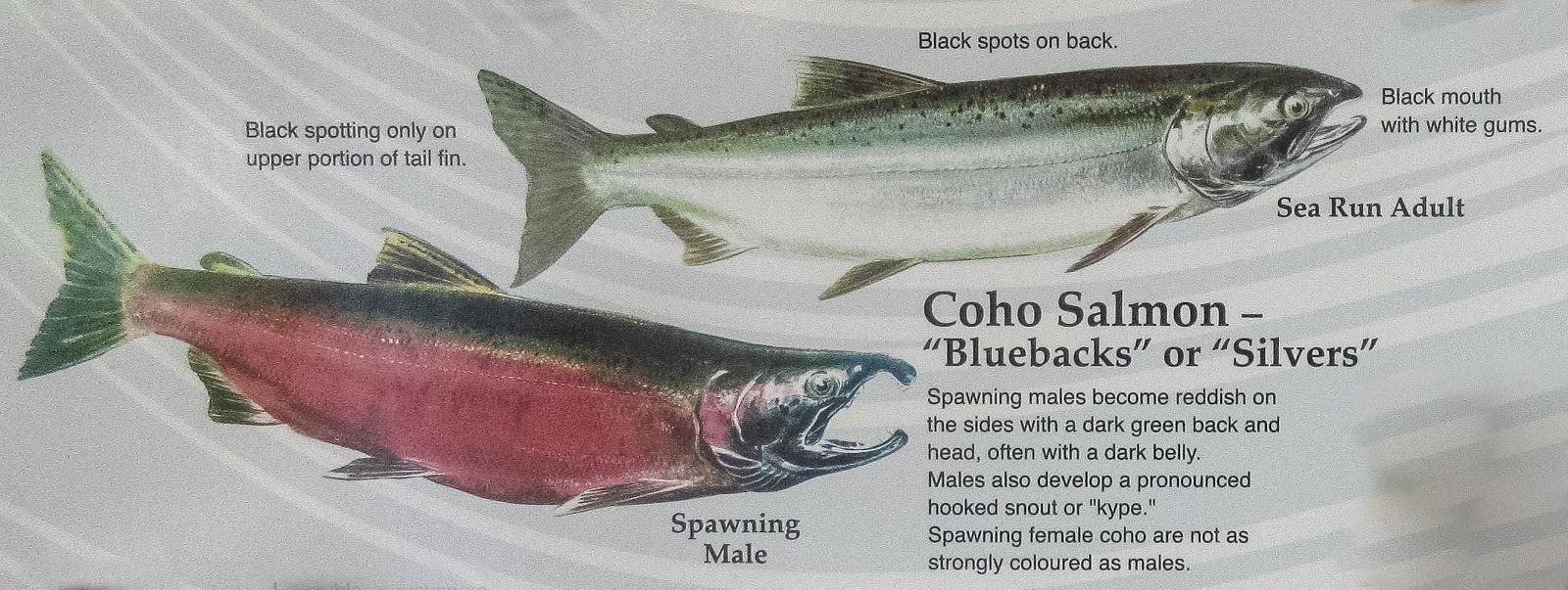 Cannundrums: Pacific Salmon - Five Species