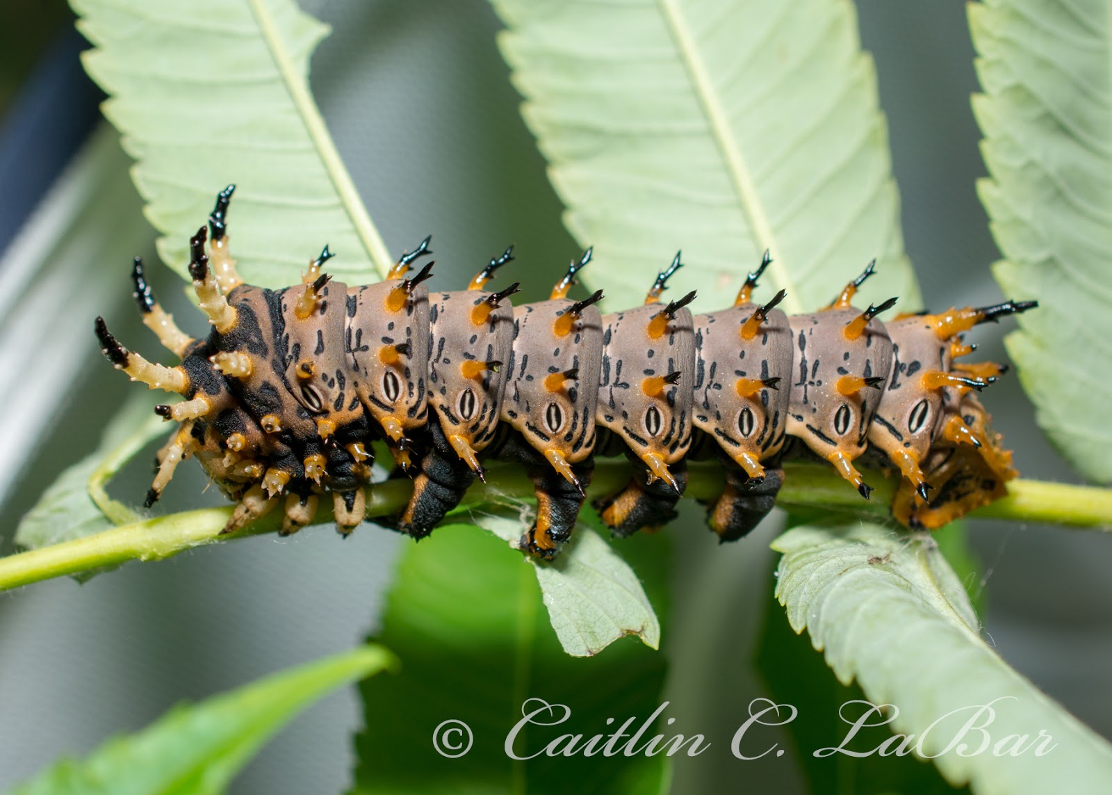 Northwest Butterflies: Citheronia splendens...Splendid Royal Moth