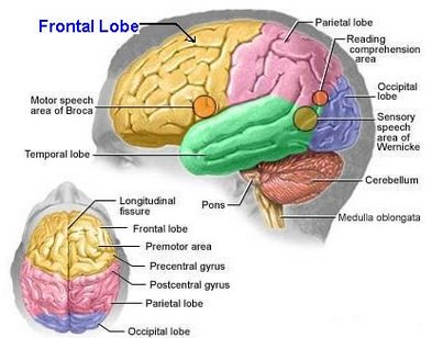 Fungsi lobus frontal | Dunia Ilmu