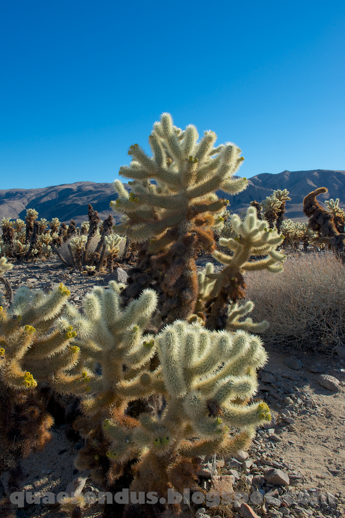 Photos by Quaeréndus: Joshua Tree National Park