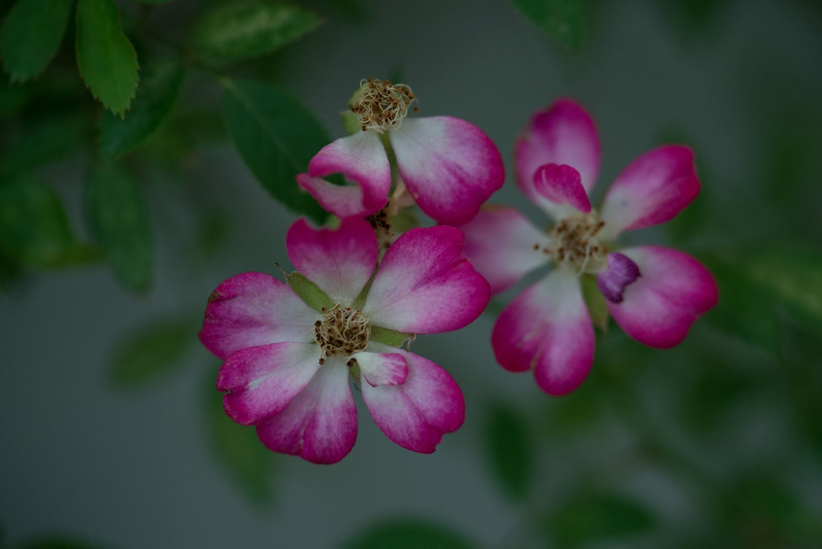 Flower Gallery: Rose Gallery - Happy Parasol バラ・ギャラリー ハッピーパラソル