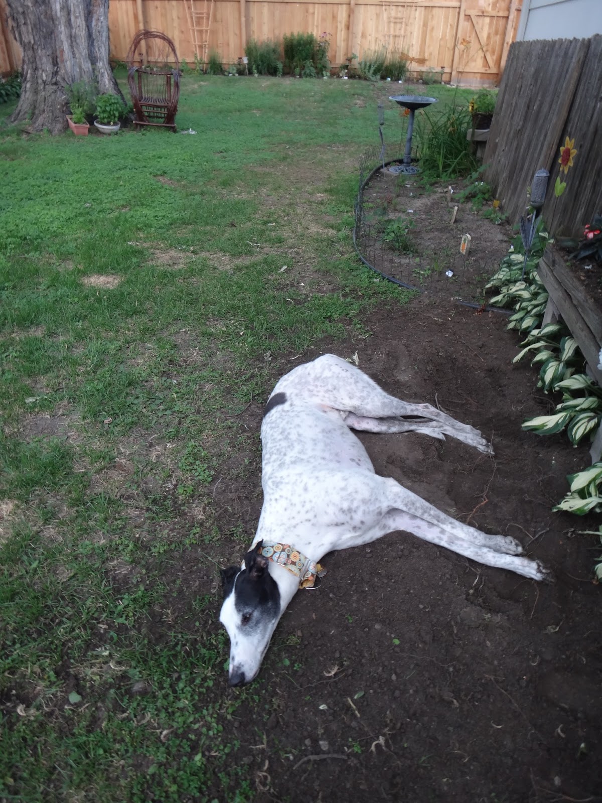 Northern Lights Greyhound Adoption Dog Blog: NLGA Photo Roundup ...
