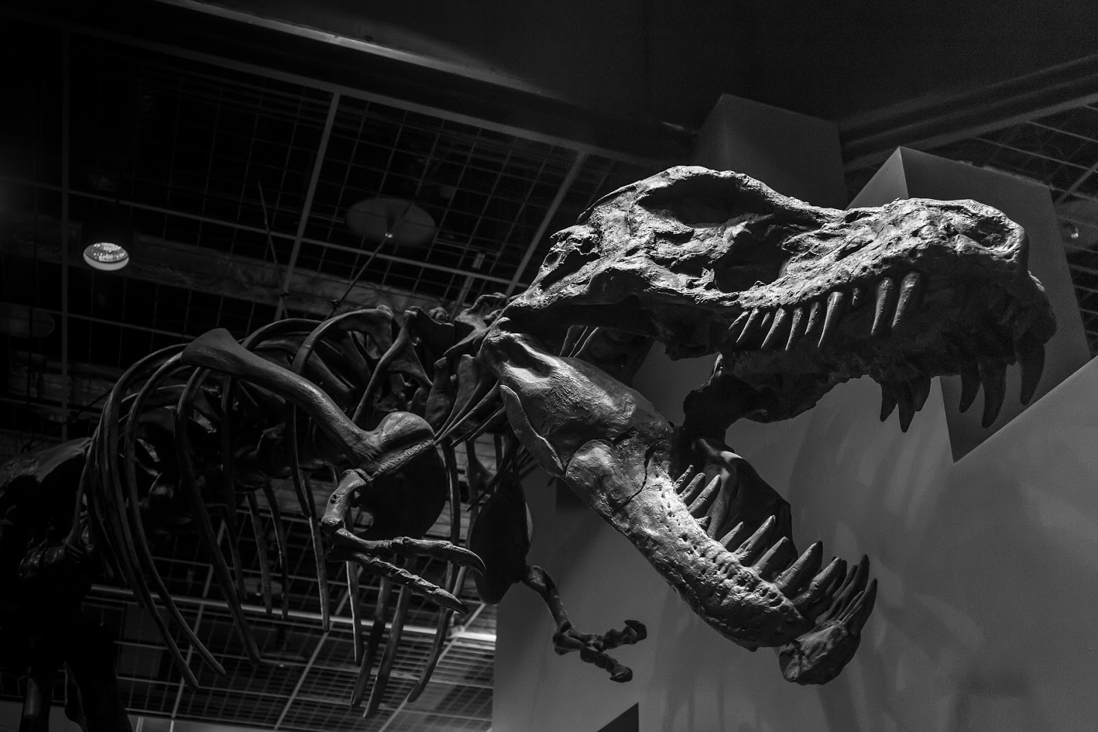 EcoworldReactor: "Science reveals true behind Dinosaurs Died"