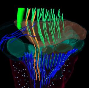 Noticias de Salud: Discovery of Hair-Cell Roots Suggests the Brain ...