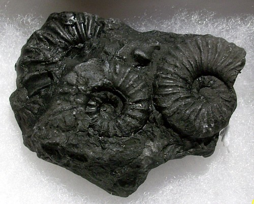 Fossils & Antiques: Class Ammonite
