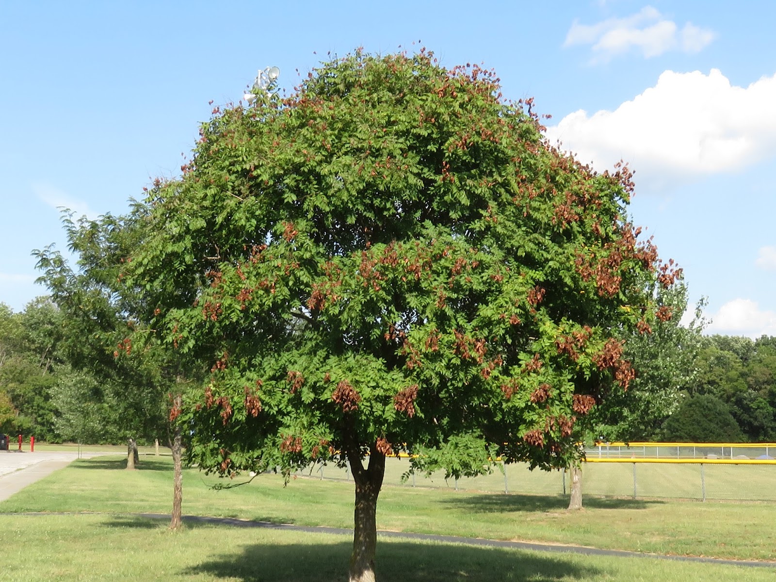 Pin on Bladdernut Tree
