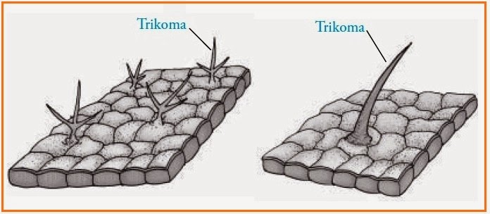 111 SOAL JARINGAN TUMBUHAN - Biology Page