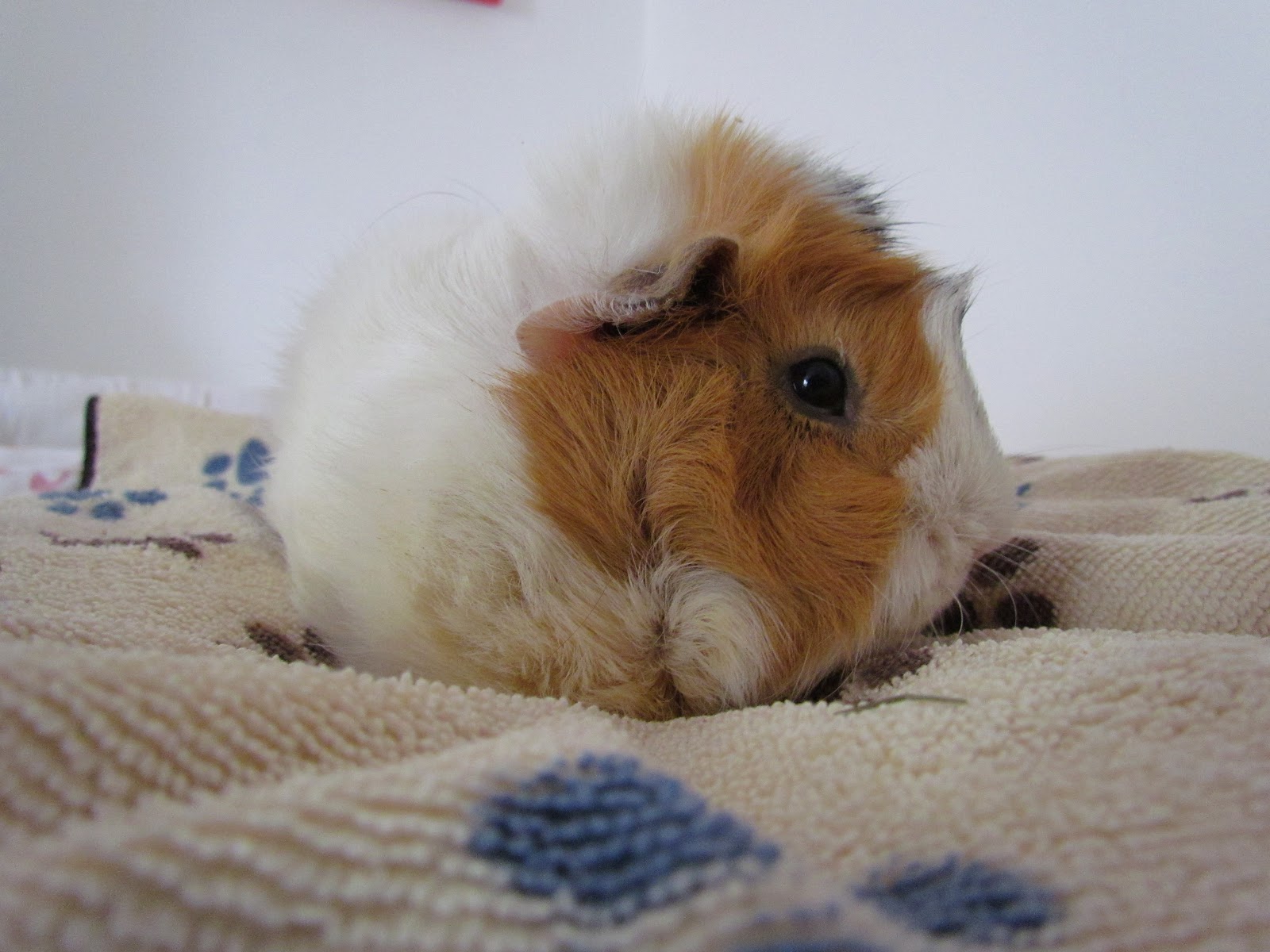 ZAMORAC-GUINEA PIG-uz pravilnu njegu i brigu, svojim neobuzdanim ...