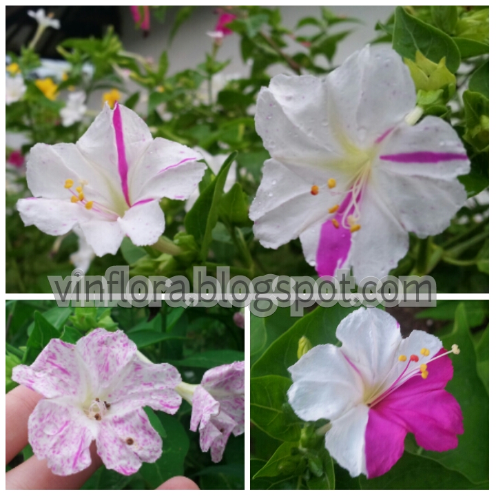 Indahnya Bunga Pukul Empat Sore ( Bunga Ashar ) di Kebun ~ VinFlora