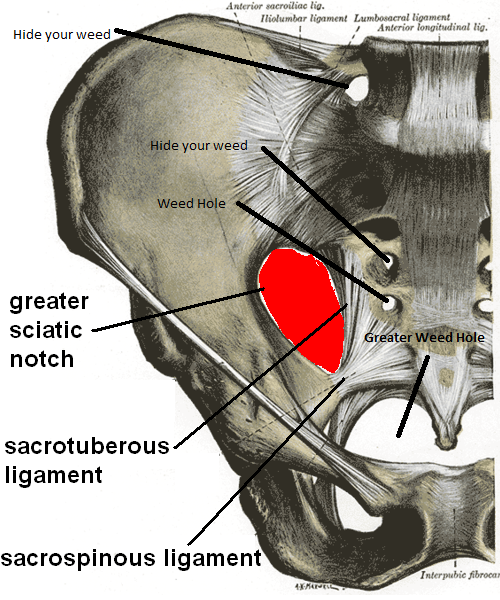 Greater Vs Lesser Sciatic Notch / lower limbs - Anatomy And Cell ...