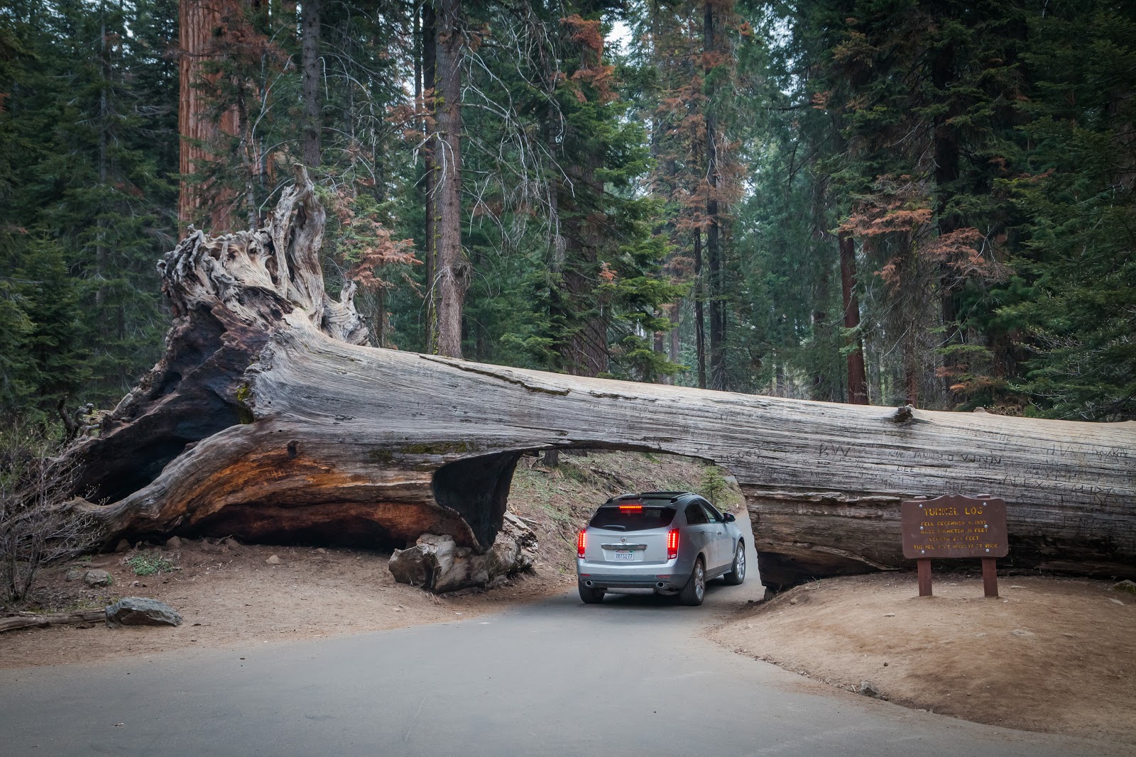 Giant Trees in Sequoia National Park - Explore the World with Simon Sulyma