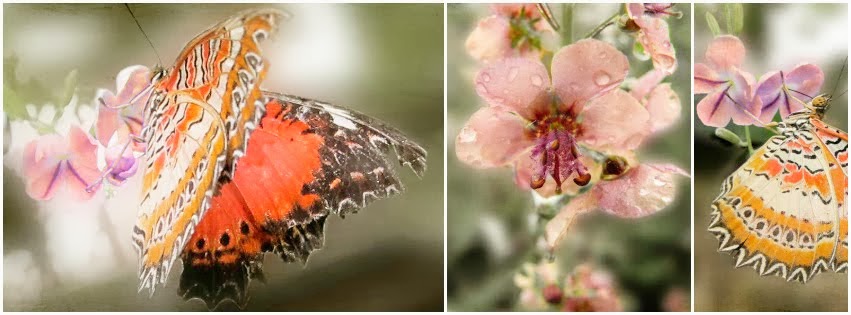 Velvet Moth Photography: In Honour of Autumn