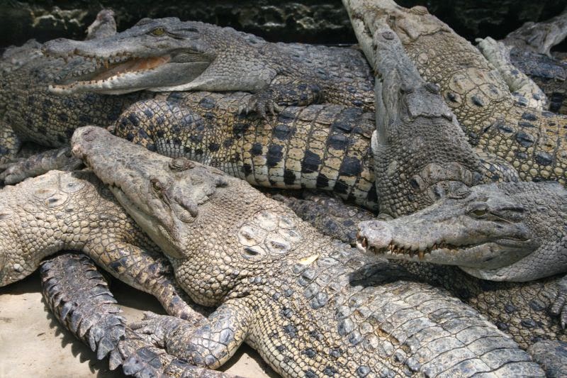 Izuru Kenya: Mamba (Crocodile) Village