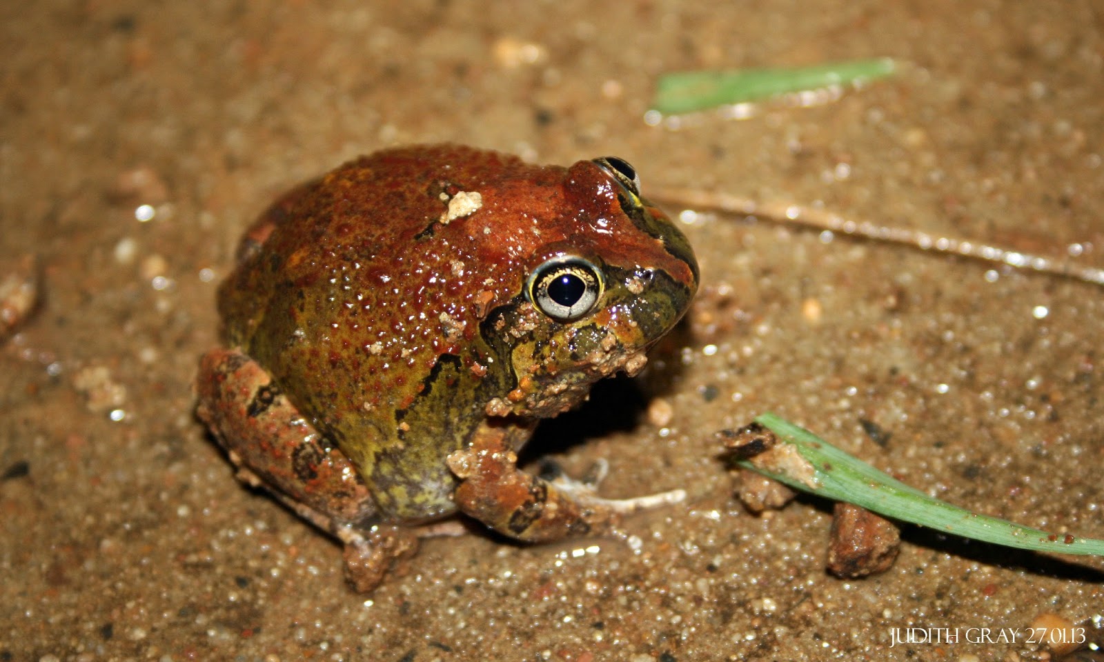 Ornate Burrowing-Frog's 27/01/13
