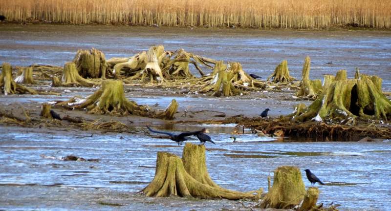 Opportunistic Feeders - Travels With Birds