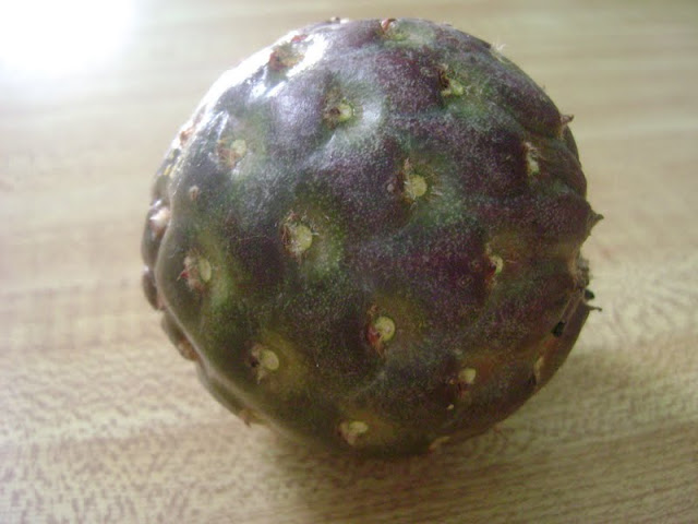 Everything you ever wanted to know about Pitayas - La Cocina de Leslie