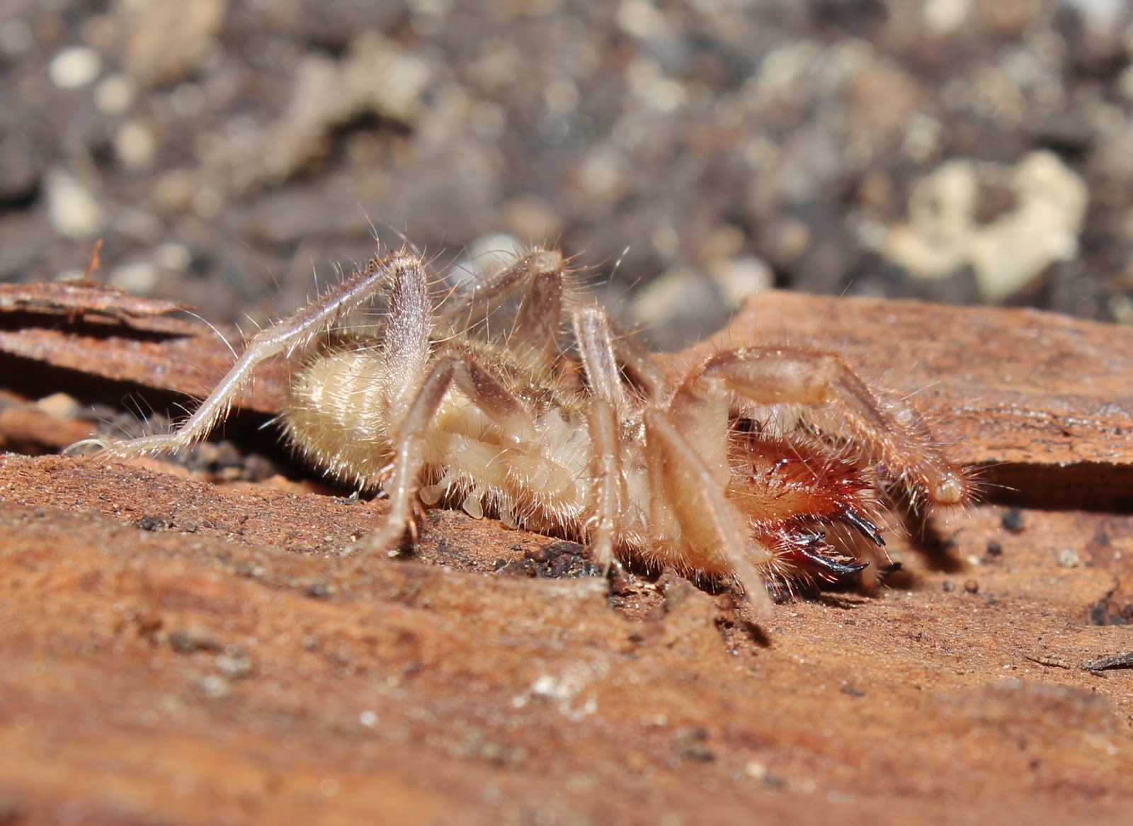 Biodiversity of Cyprus by NGO Protection of the Natural Heritage and ...
