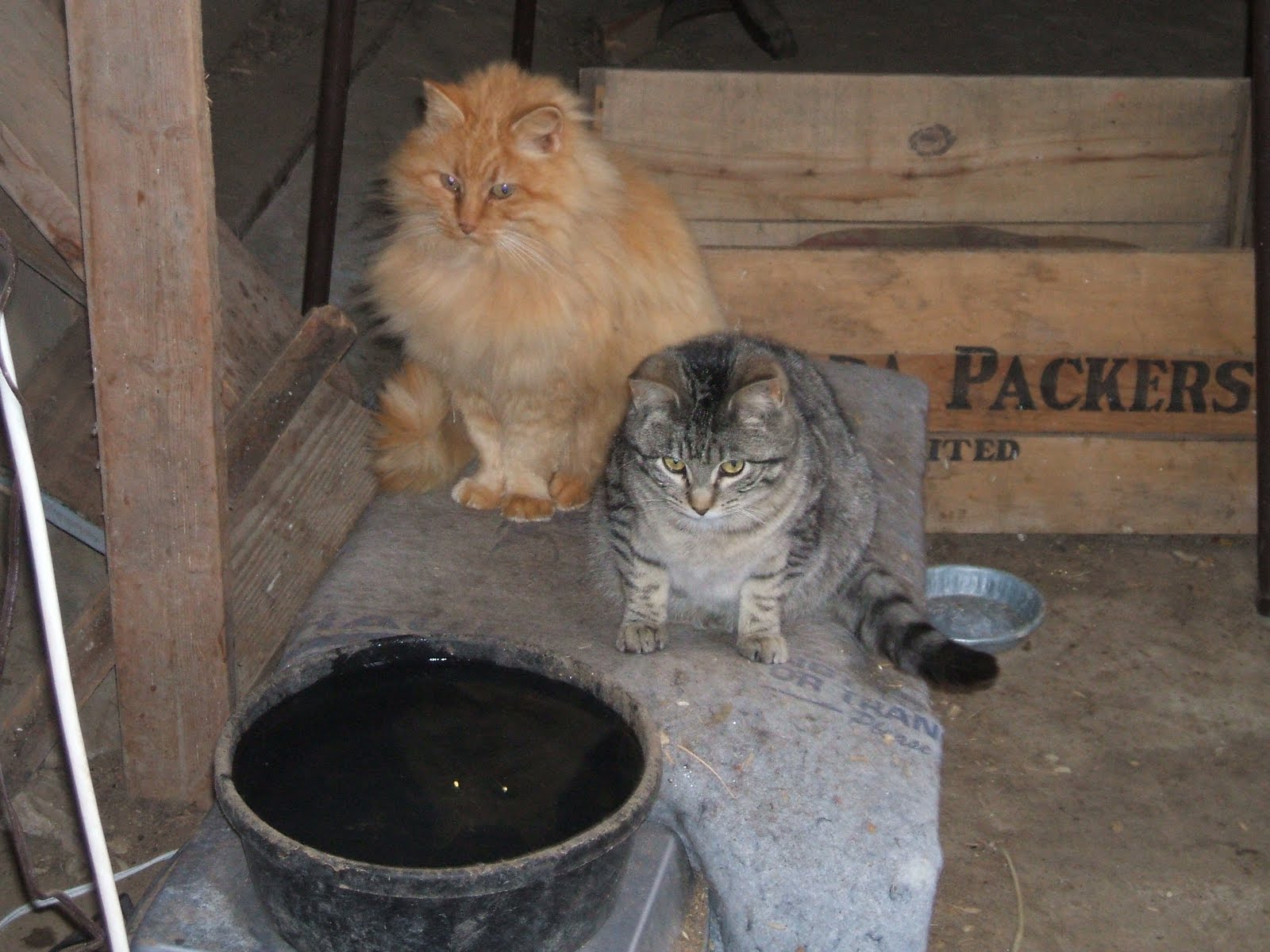 Cavalli Run...a greenhorn's forray into farming/homesteading: The Lowly ...