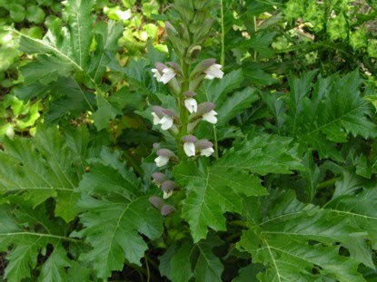 Acanthus mollis : El Mundo y sus Plantas
