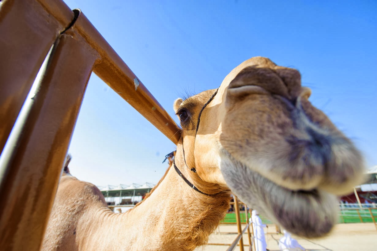 [Gambar] Pertandingan Ratu Cantik Unta - Nora.Liza