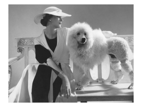 The MeadowTree Journal: Poodle Time!-Poodles in Fashion Photography