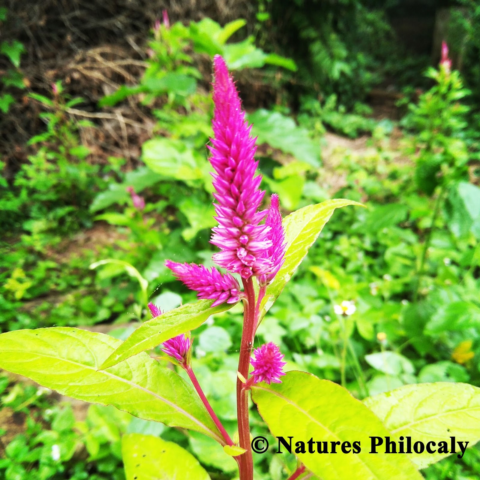 Natures Philocaly: Happiness radiates like the fragrance from a flower ...