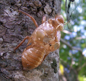 UEP!: LAS CIGARRAS O CHICHARRAS (CIGALES).