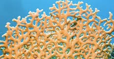 Fire Coral Cuts and Stings Overview ~ Rich_sci_Dates