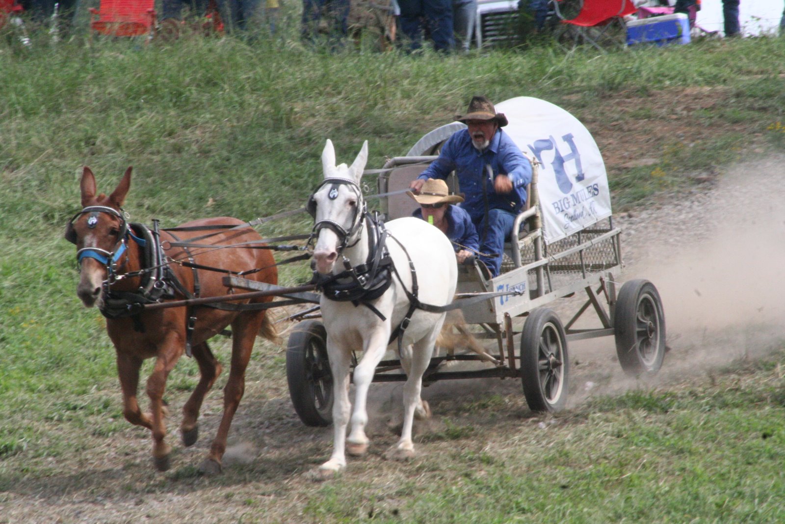 PairADice Mules: Big Mule Race