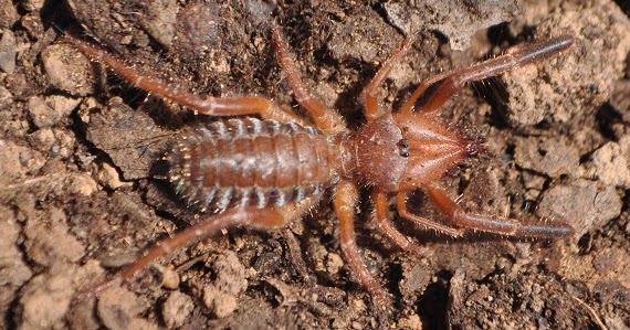 ZOOTOGRAFIANDO (6.057 ANIMALS): SOLÍFUGO O ARAÑA CAMELLO (Gluvia dorsalis)