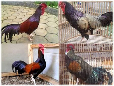 Mengenal Ayam Bekisar Dan Sejarahnya