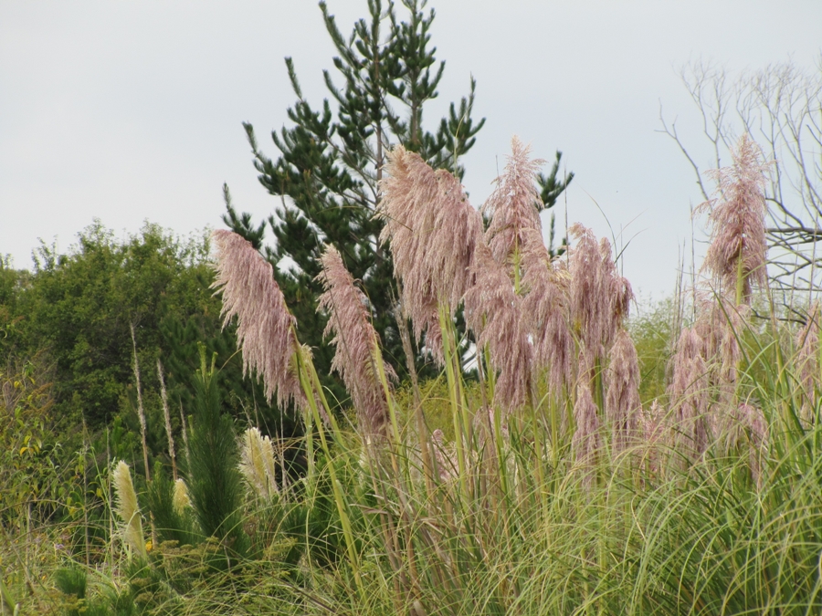 photographing New Zealand: New Zealand grasses