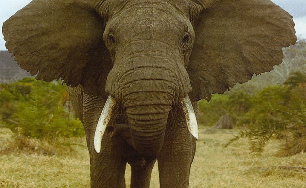 FAQBIO - Apoio ao Estudo de Biologia: Os elefantes