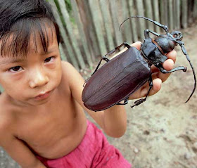 Real Monstrosities: What is the Biggest Insect in the World?