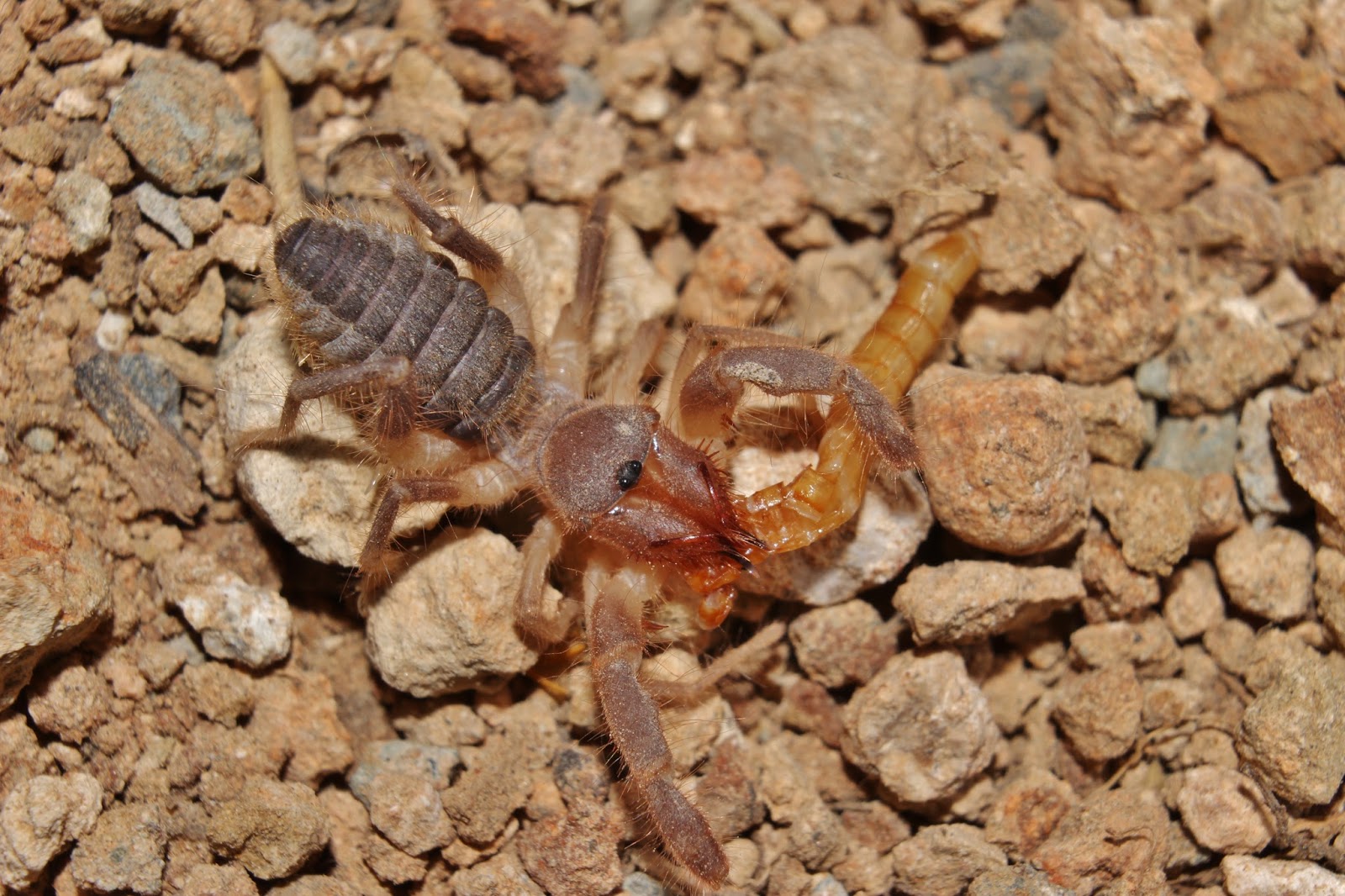 Biodiversity of Cyprus by NGO Protection of the Natural Heritage and ...