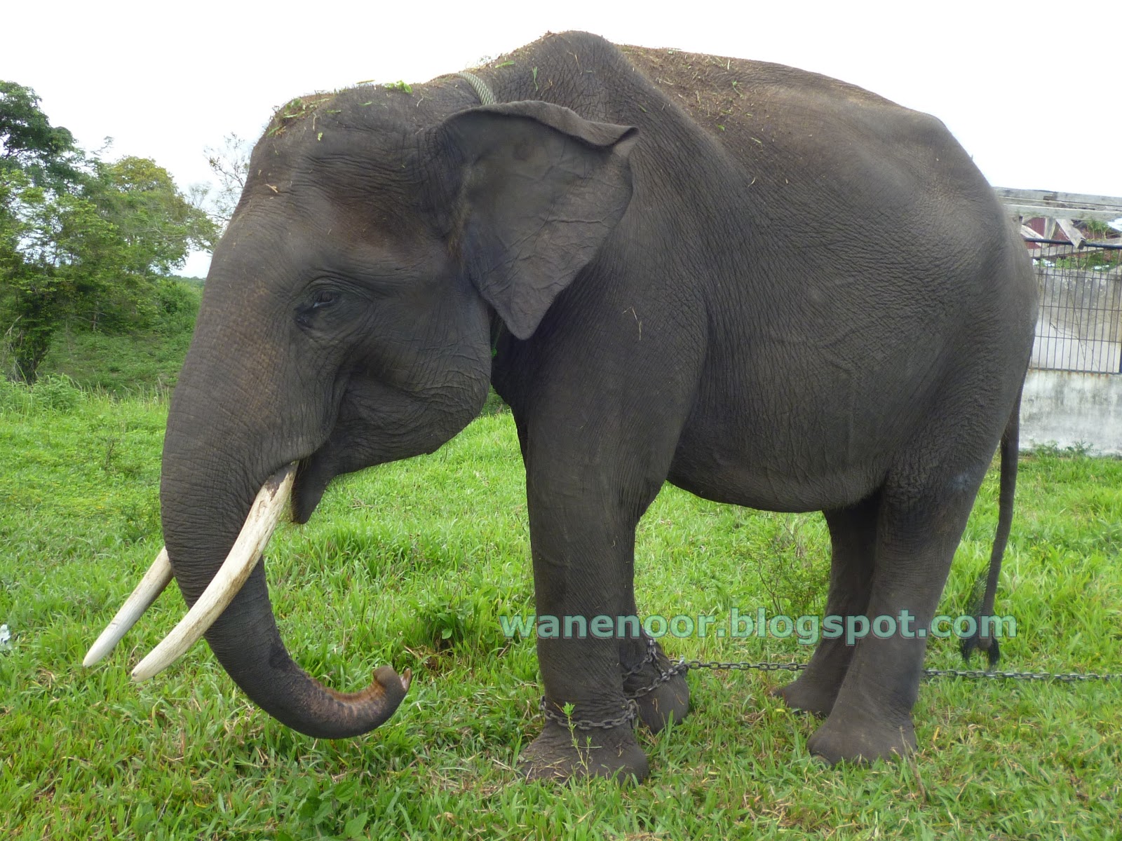 Asiknya Melihat TIngkah dan Prilaku Gajah Di Way Kambas