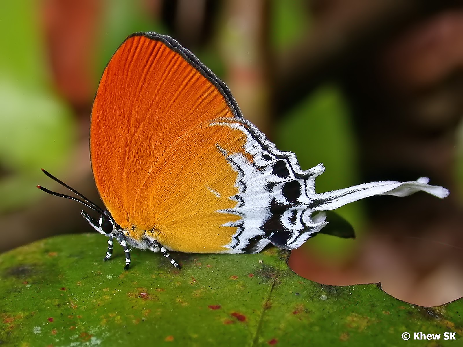 Butterflies of Singapore: Butterfly Photography