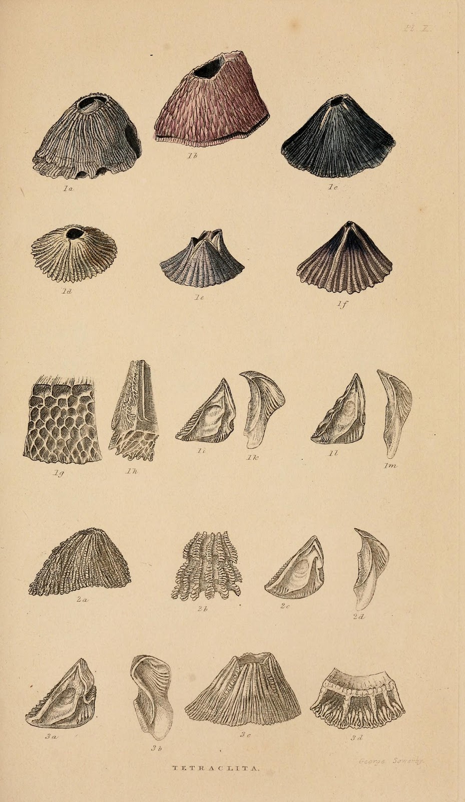 Biodiversity Heritage Library: Darwin's Early Love