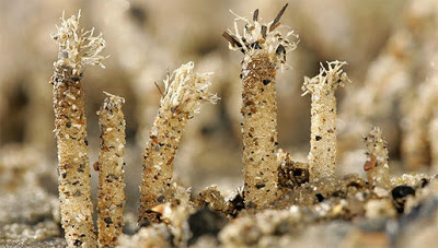 Real Monstrosities: Spaghetti Worms and Spaghettier Worms