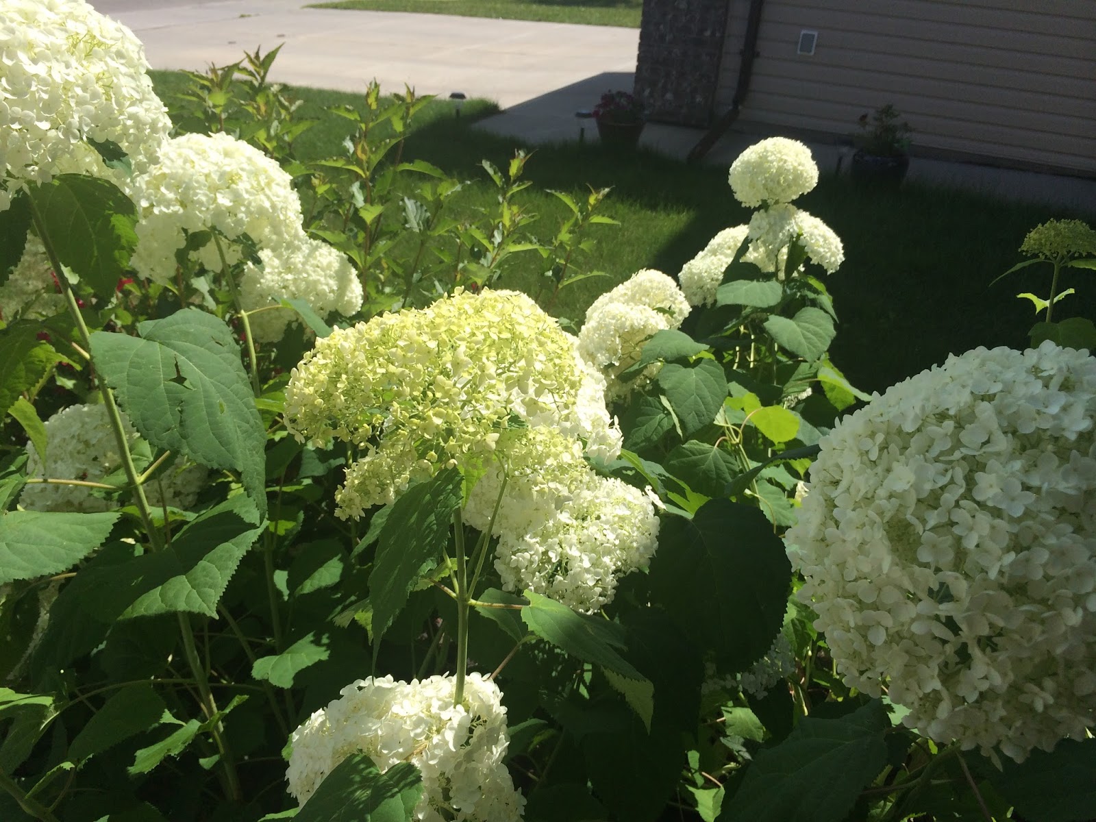 LIVING THE GARDENING LIFE: In the Spotlight: Annabelle Hydrangea ...