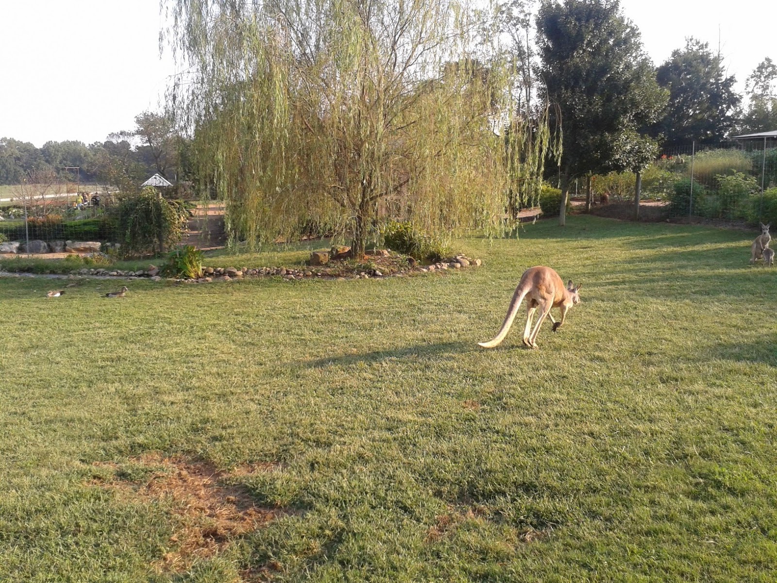 My First Time: Lazy 5 Ranch In Mooresville ~ Grown People Talking