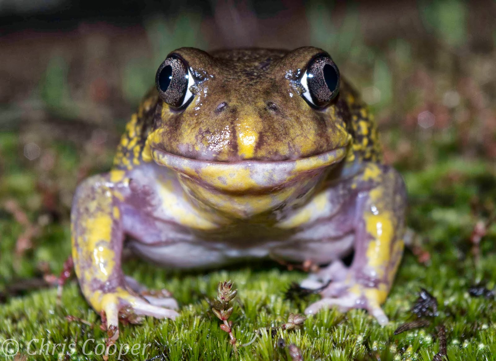 Chris Cooper Field Ecology