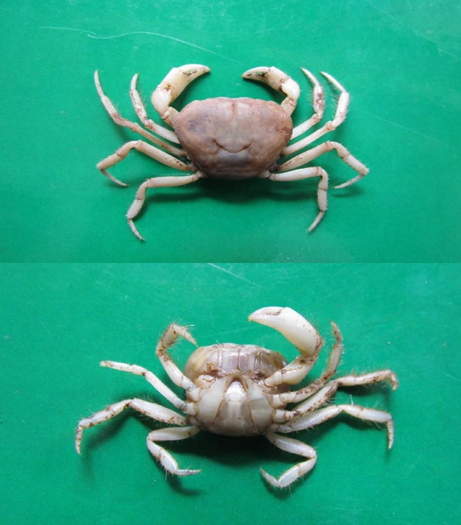 Species New to Science: [Crustacea • 2017] Teretamon spelaeum • A New ...